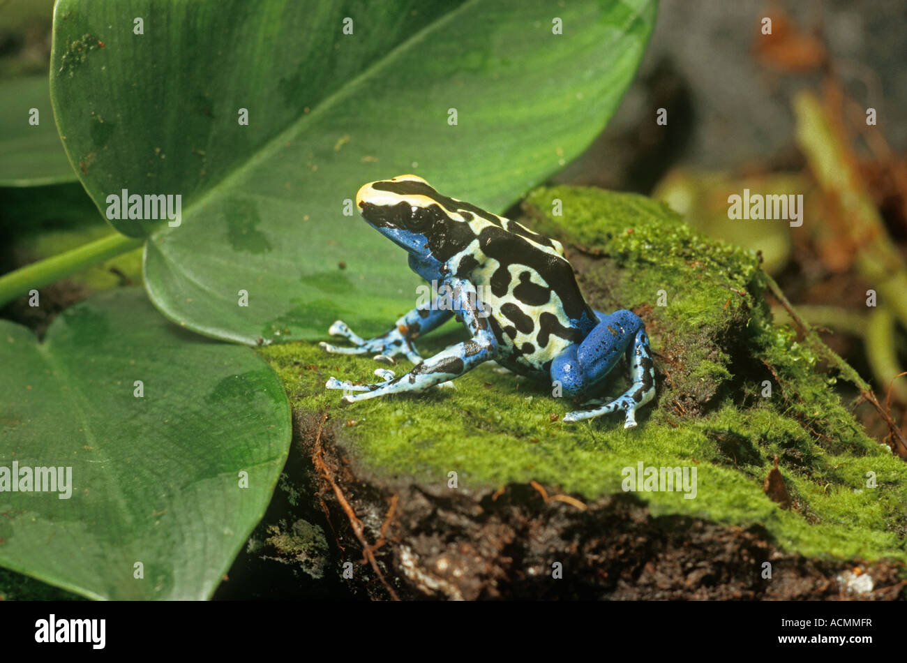 Dyeing Dart frog / Dendrobates tinctorius "Amotopo Stock Photo - Alamy