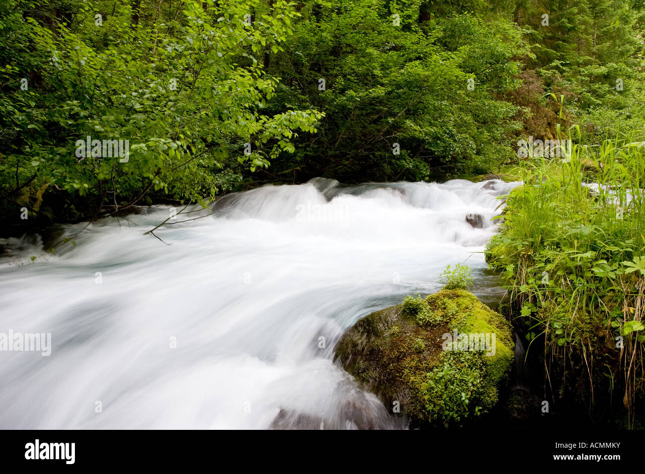 Rapids on the Roaring River in Oregon in early summer Stock Photo - Alamy
