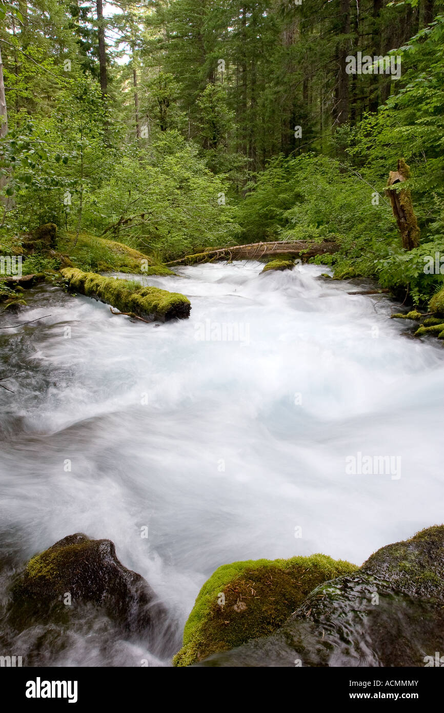 Rapids on the Roaring River in Oregon in early summer Stock Photo - Alamy