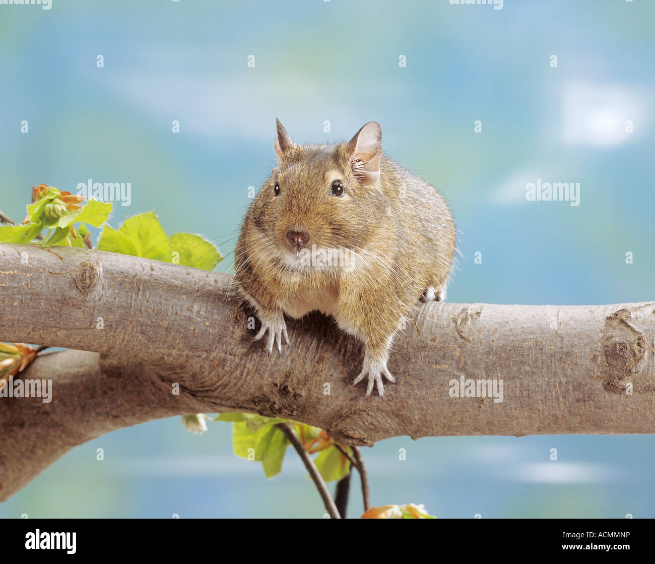 degu on branch Stock Photo - Alamy