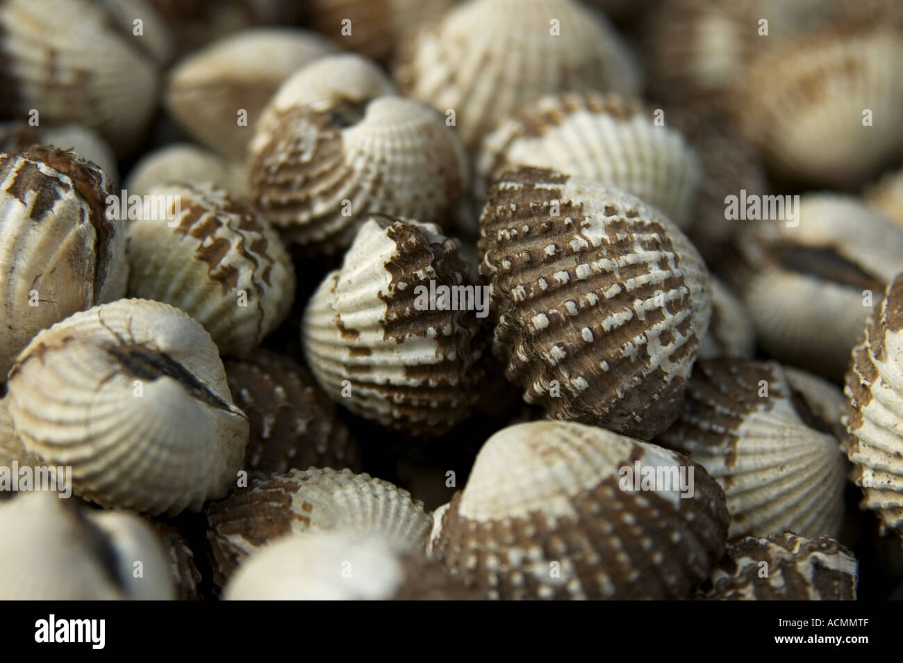 Common cockles, Cerastoderma edule, for sale at a fish market Stock ...
