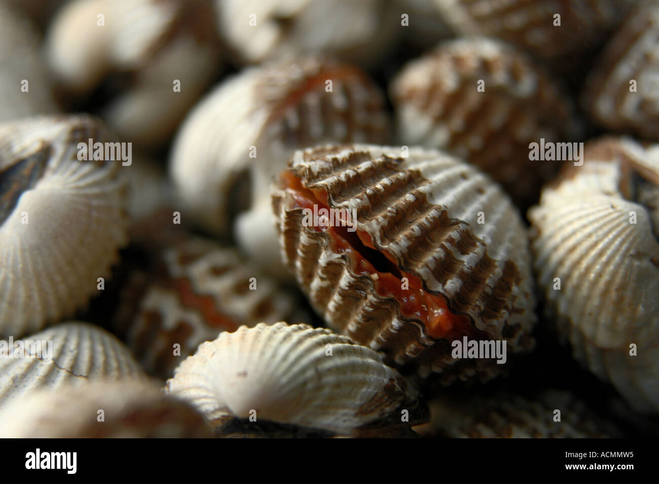 Common cockles, Cerastoderma edule, for sale at a fish market Stock ...
