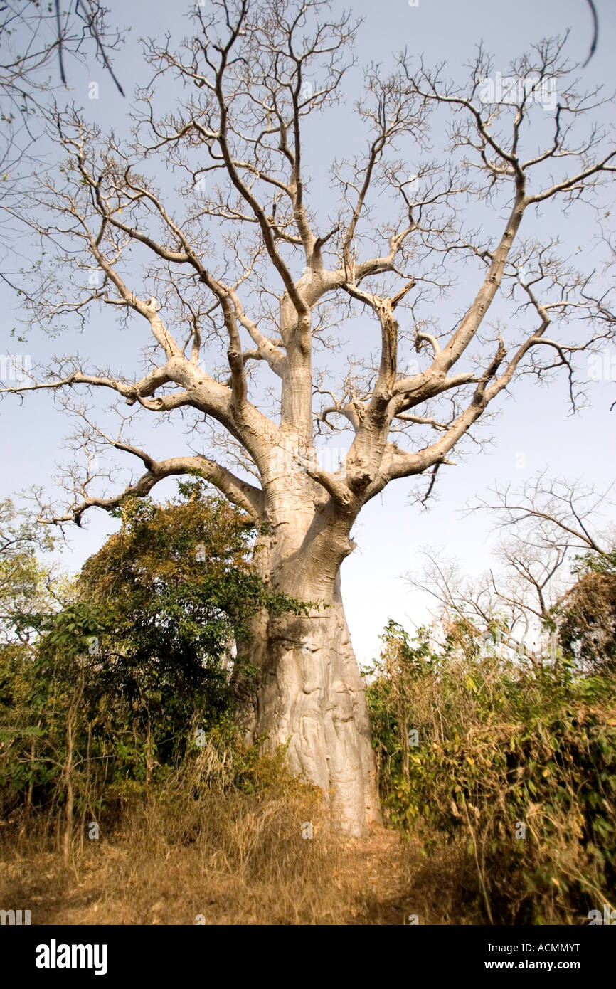 Moisture retaining baobab tree beside bush track The Gambia Stock Photo ...