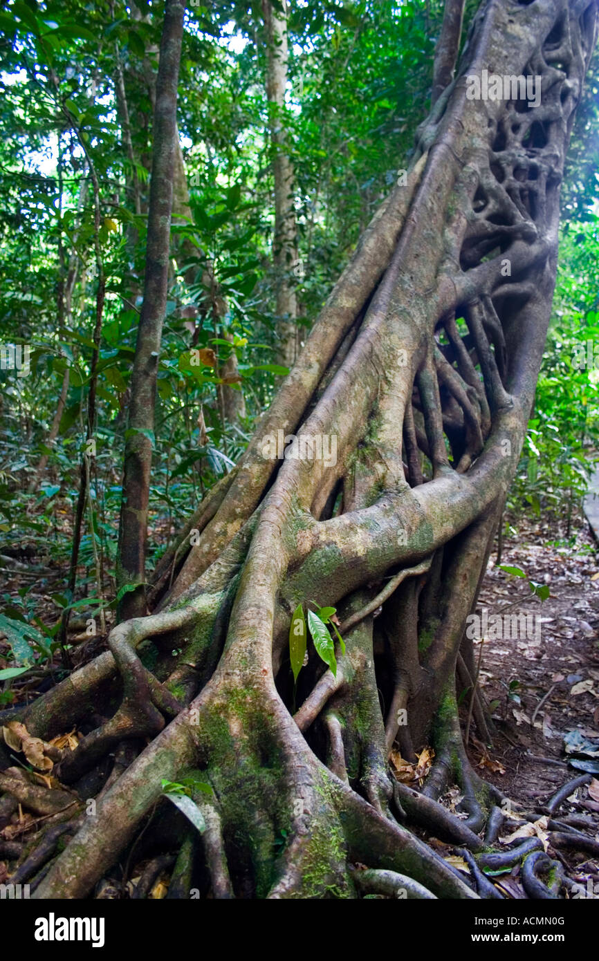 Unusual roots of a rainforest tropical tree, Daintree National Park ...
