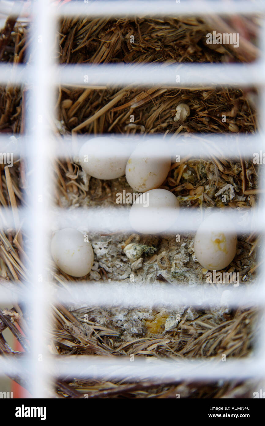 nest egg cage Stock Photo - Alamy