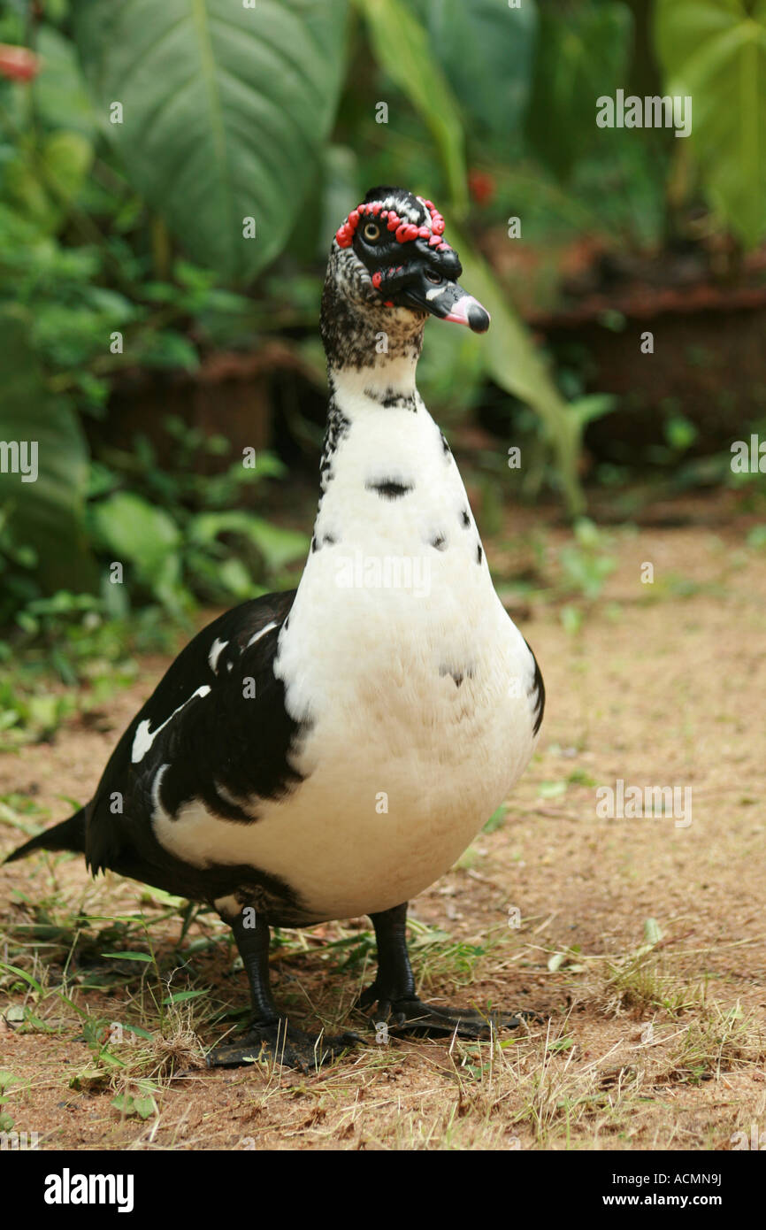Muscovy hi-res stock photography and images - Alamy