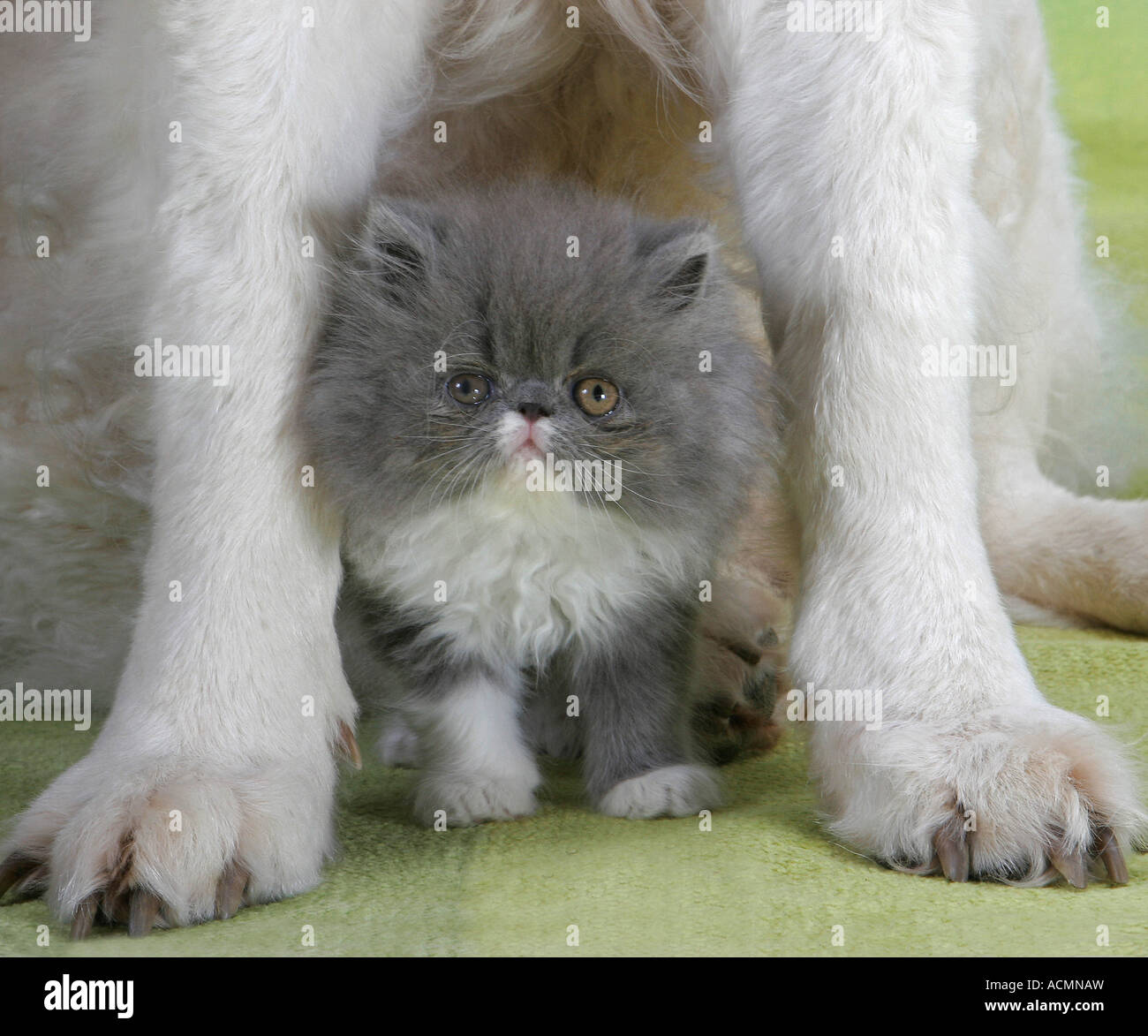 Persian kitten between dog's paws Stock Photo - Alamy