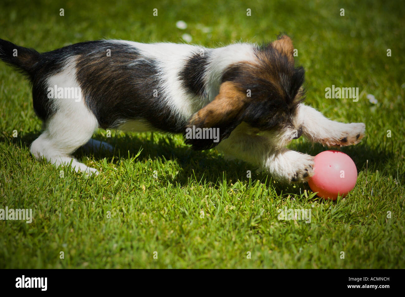 Petite Griffin Hound Puppy at Play Stock Photo - Alamy