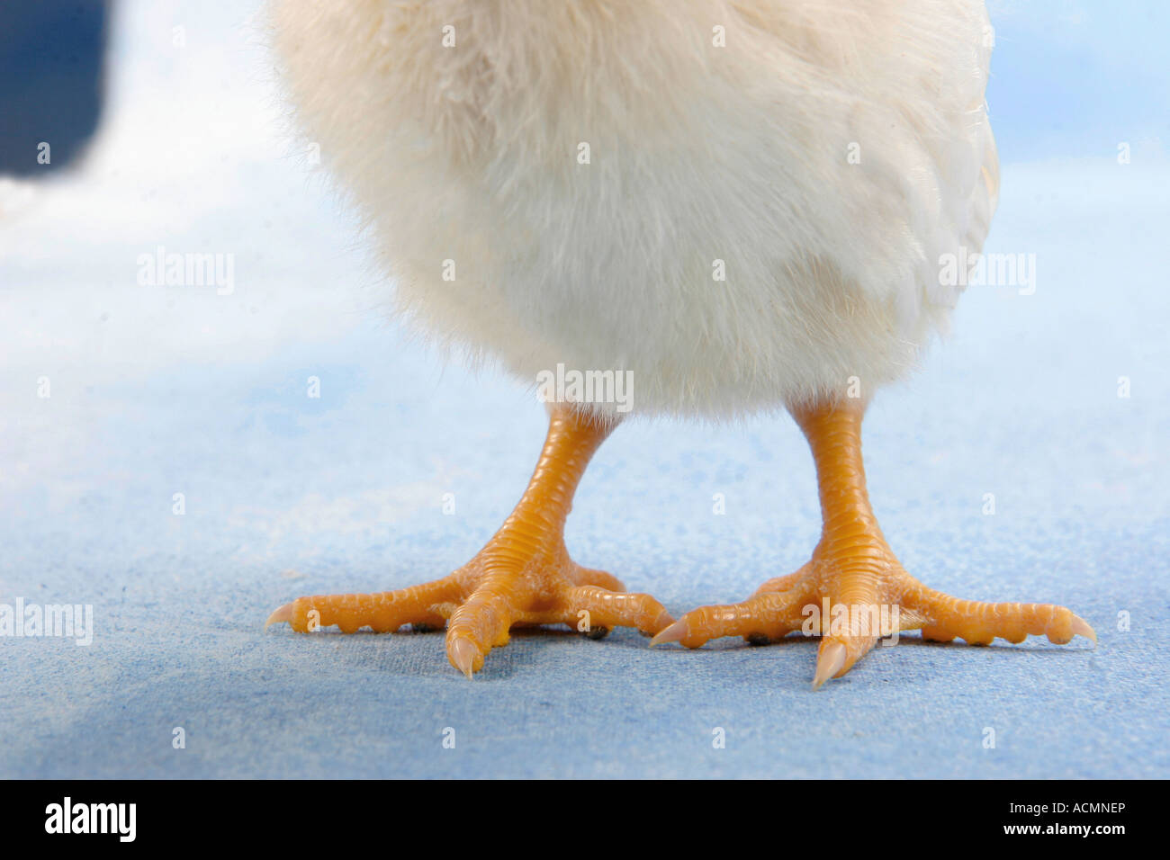 Legs of bird hi-res stock photography and images - Alamy