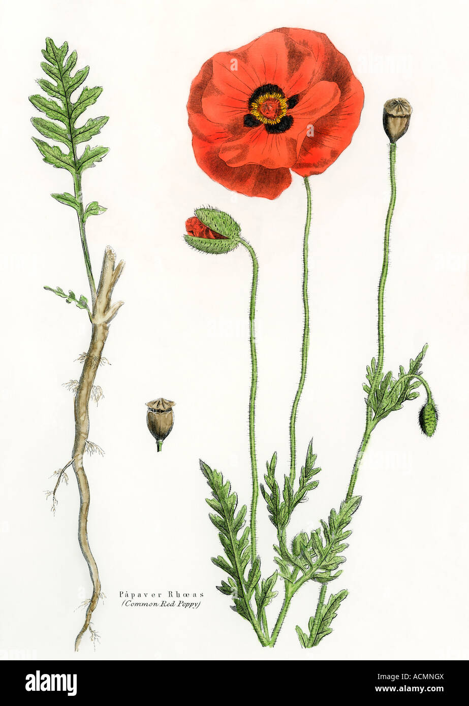 Poppy flower root and seed pods. Hand-colored woodcut Stock Photo - Alamy