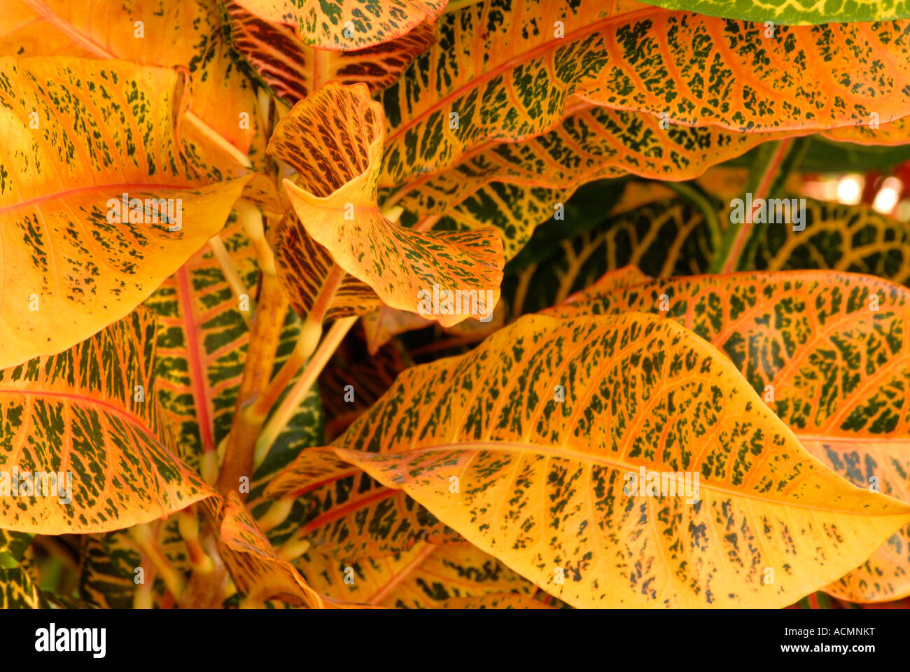 Colorful crotons hi-res stock photography and images - Alamy