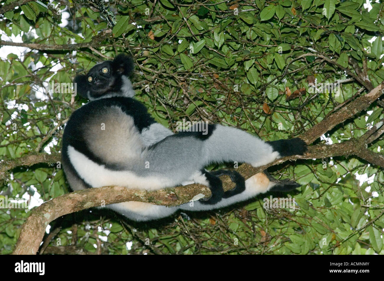 Indri Lemur (Indri indri) WILD Andasibe-Mantadia National Park, Perinet ...