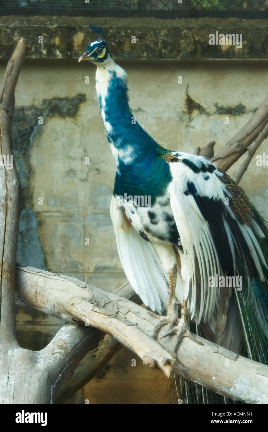 Pheasant sitting on the branch Stock Photo - Alamy
