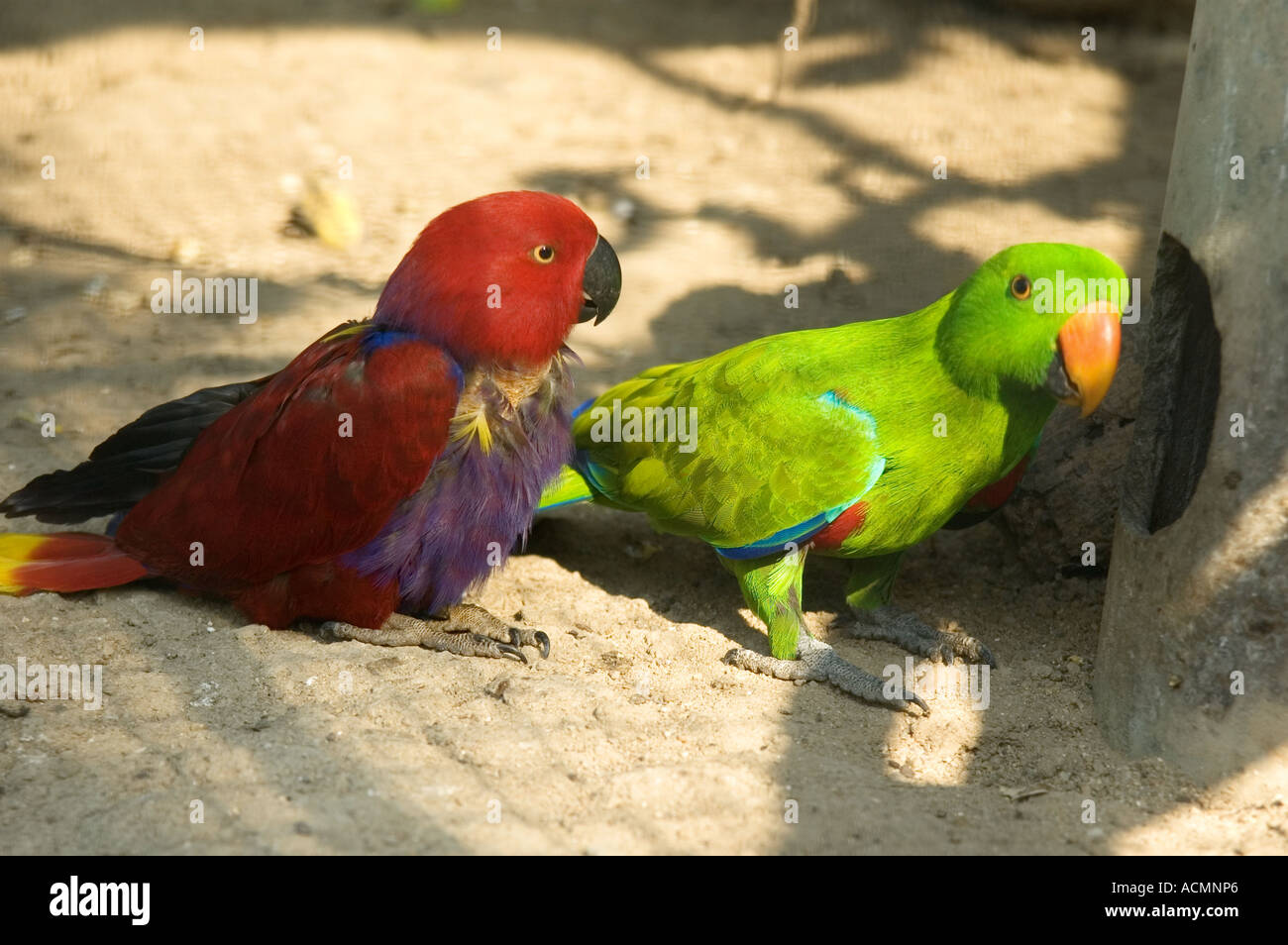 Two gorgeous parrots Stock Photo - Alamy