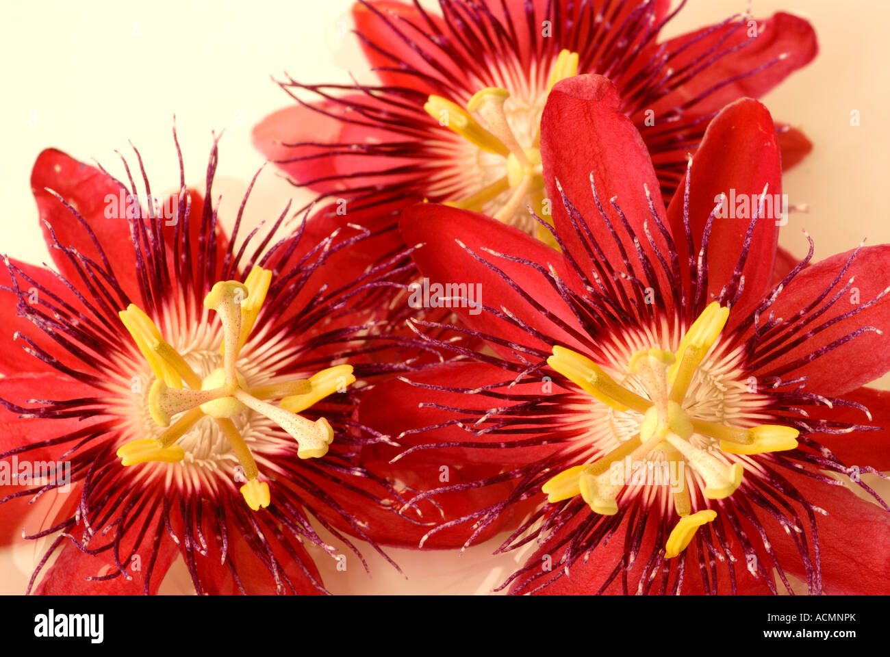 Red Passion Flowers Stock Photo - Alamy
