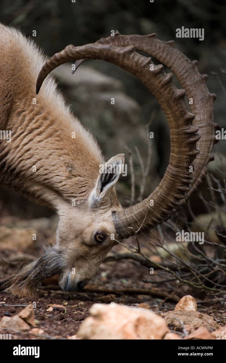Galloway wild goat park hi-res stock photography and images - Alamy