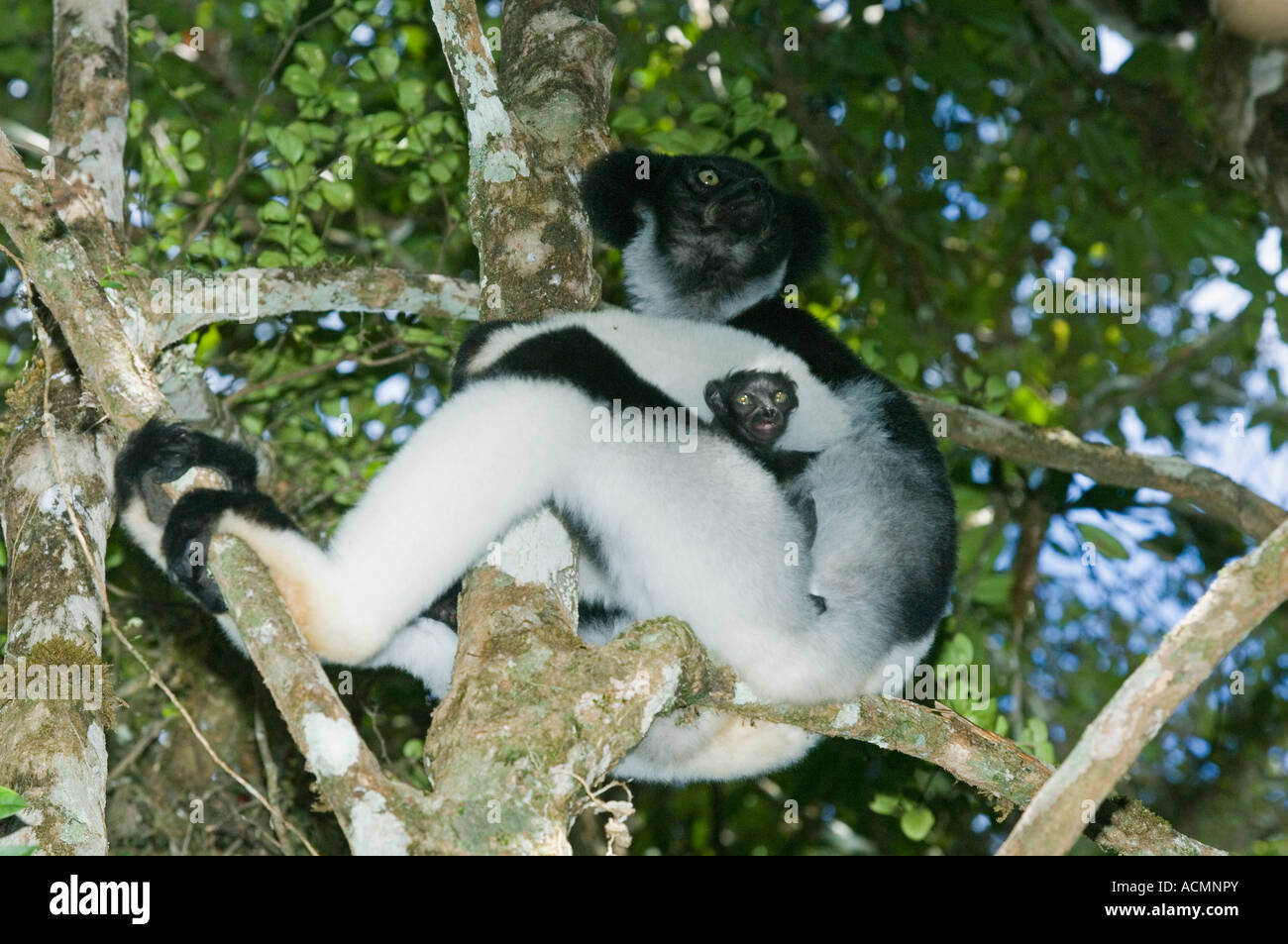 Indri Lemur Size