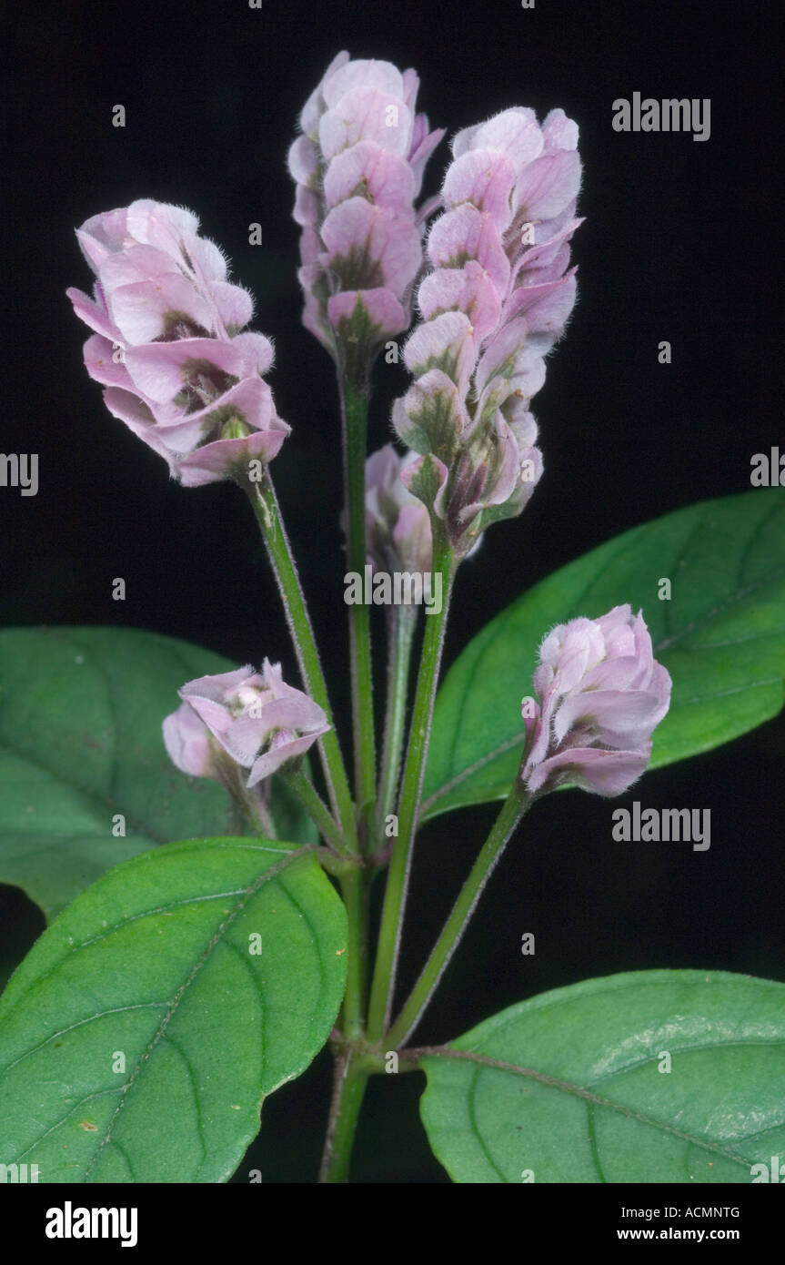 Rainforest Flower, Andasibe-Mantadia National Park, Madagascar, WILD ...