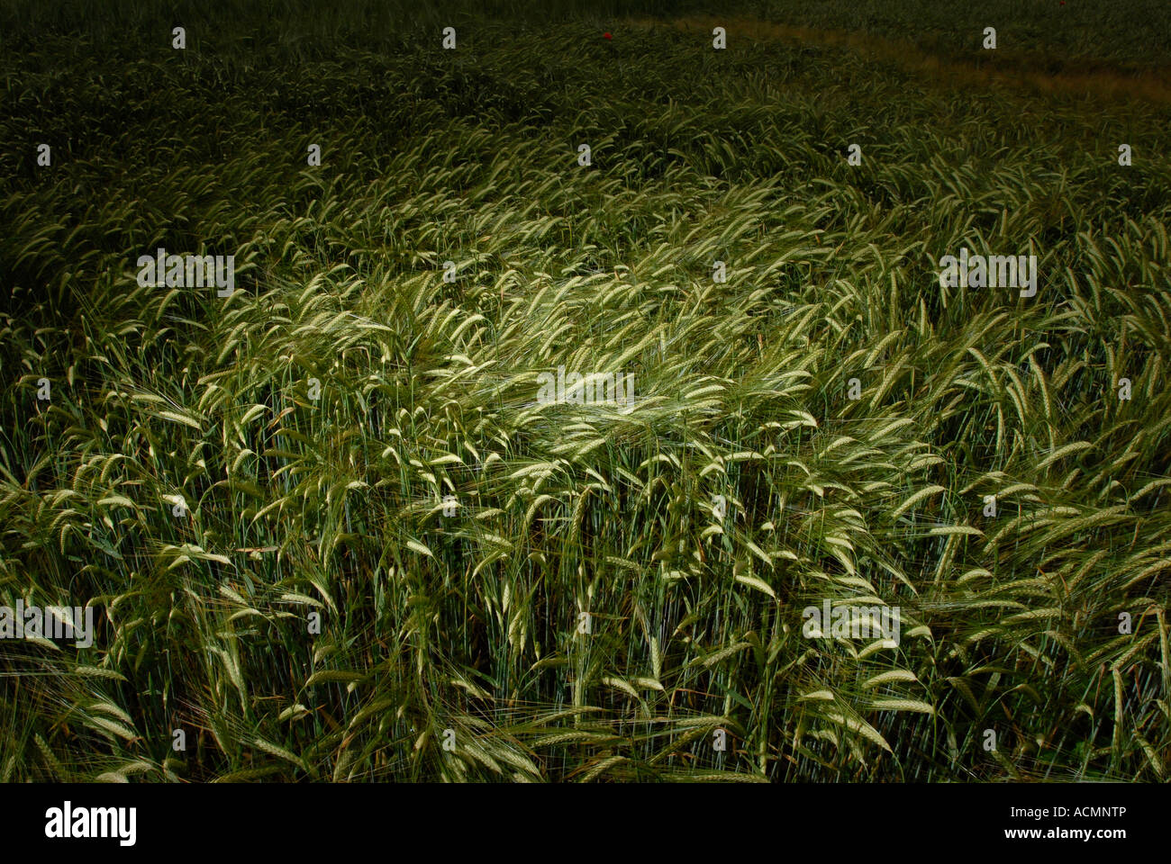 Barley field at dusk hi-res stock photography and images - Alamy