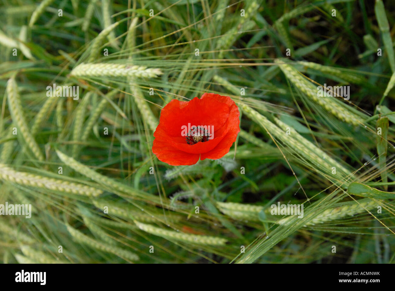 Poppy in a Norfolk barley field UK Stock Photo - Alamy