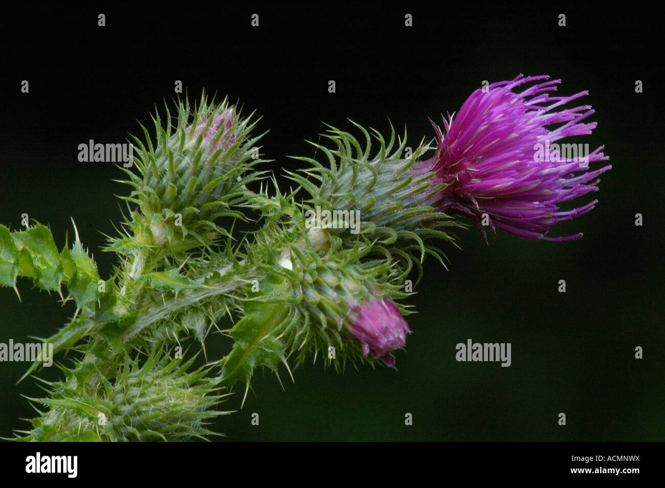 Welted Thistle Carduus crispus Stock Photo - Alamy