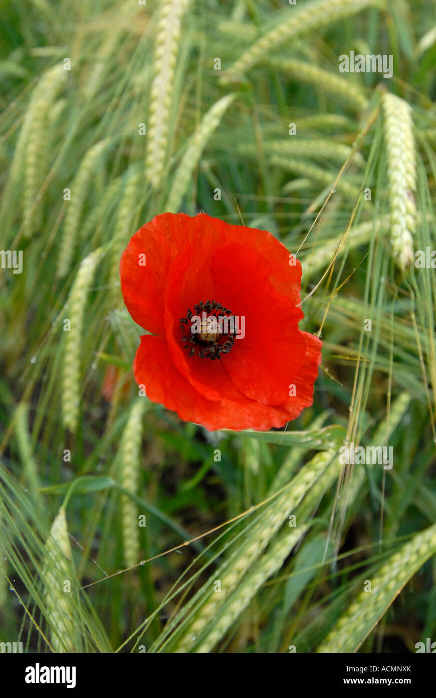 Poppy in a Norfolk barley field UK Stock Photo - Alamy