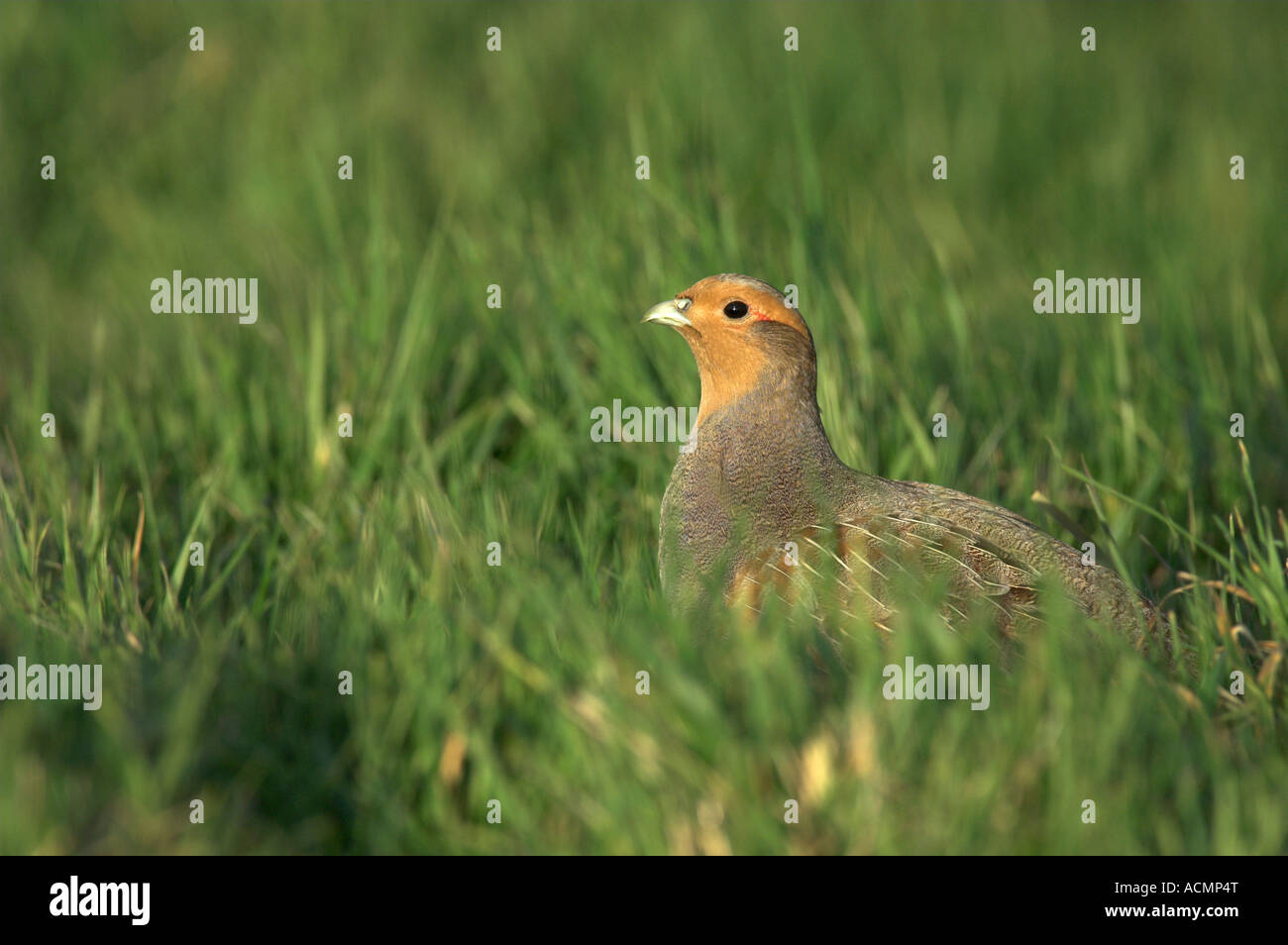 Female grey partridge uk hi-res stock photography and images - Alamy
