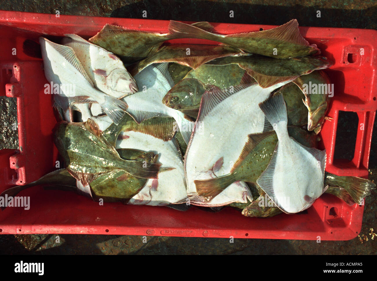 A HAUL OF FLAT FISH CAUGHT OFF THE KENT COAST UK Stock Photo - Alamy