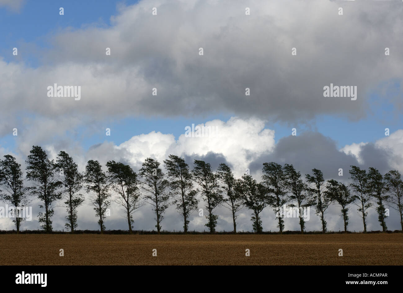 Windbreak plant hi-res stock photography and images - Alamy