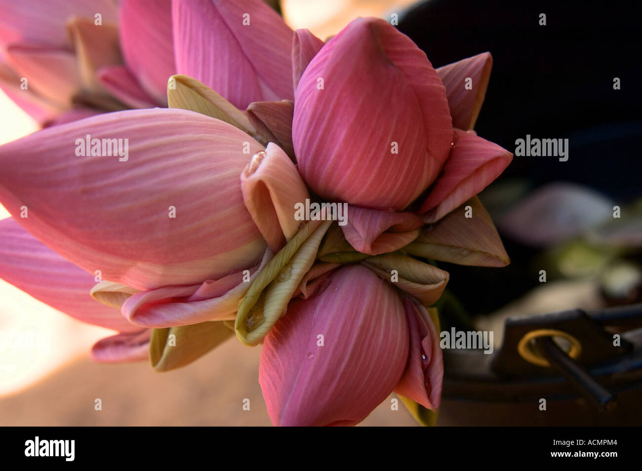 Smelling lotus flower hi-res stock photography and images - Alamy