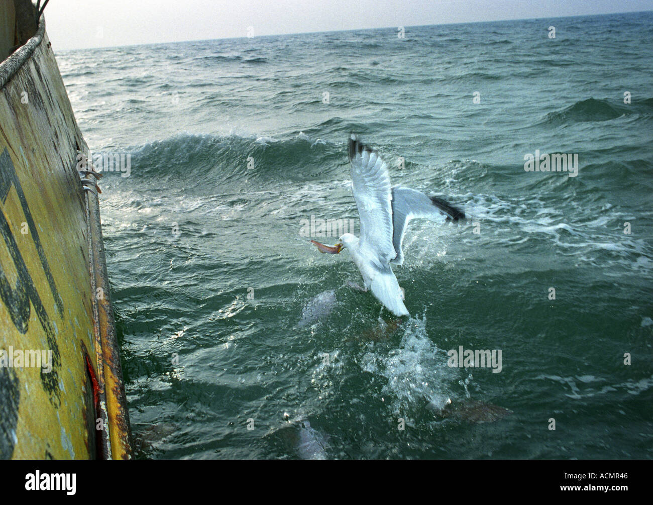 Following fish trawler hi-res stock photography and images - Alamy