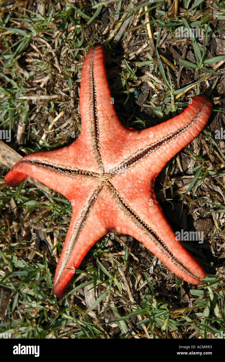 Starfish like hi-res stock photography and images - Alamy