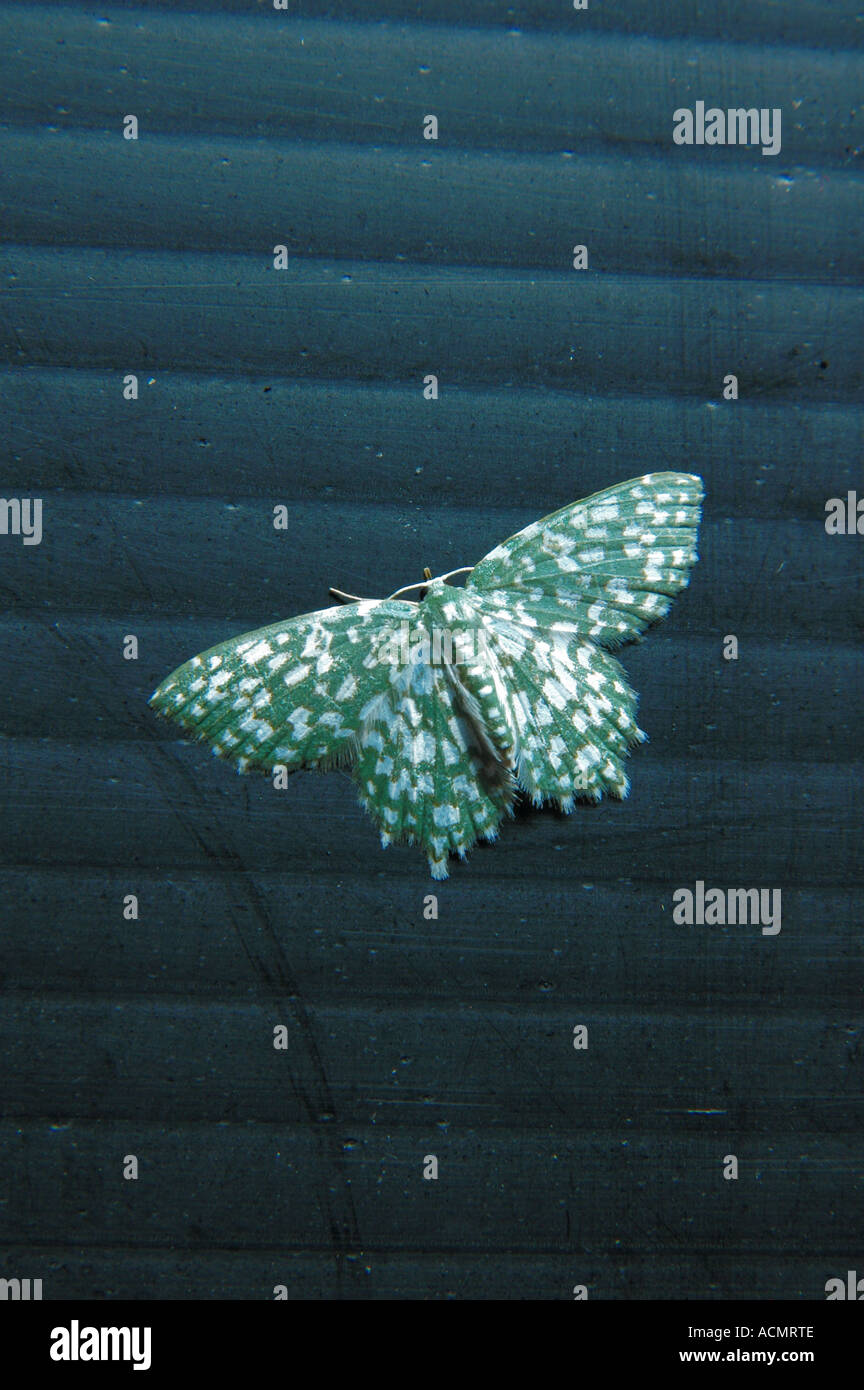 Buttefly orange hi-res stock photography and images - Alamy