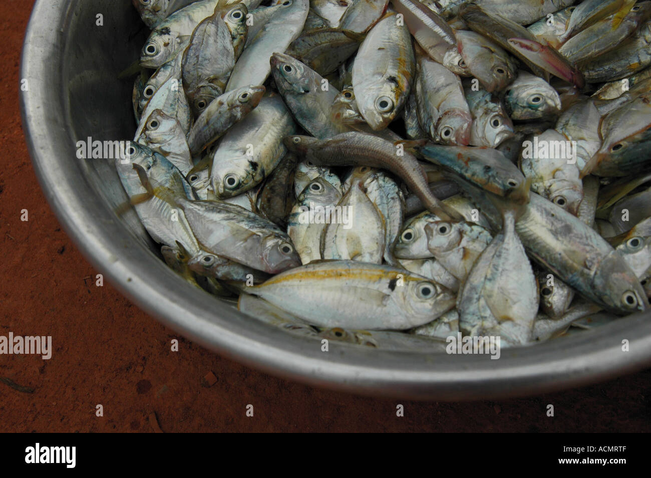 Fish in a bucket hi-res stock photography and images - Alamy