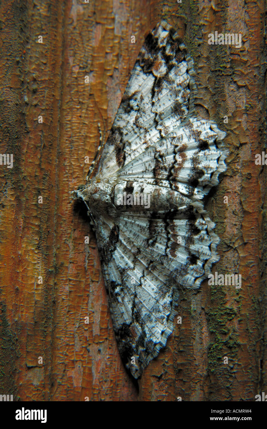 Close up of a butterfly Stock Photo - Alamy