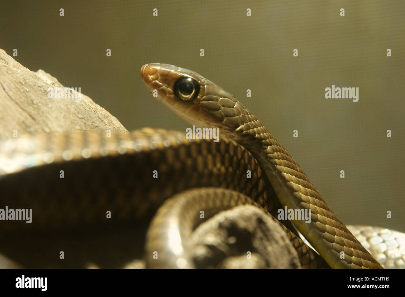 Common king snake hi-res stock photography and images - Alamy