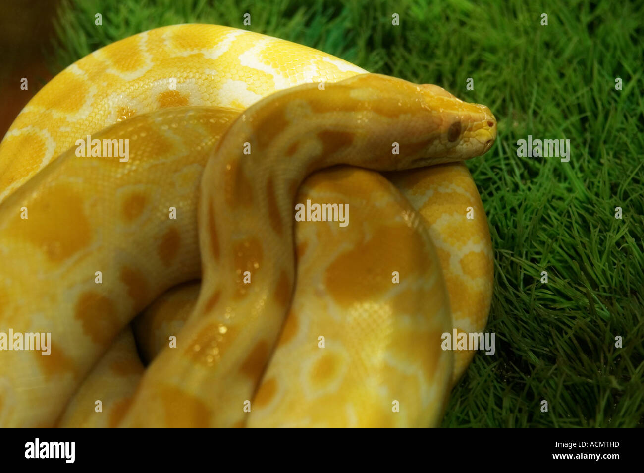 Large yellow snake python hi-res stock photography and images - Alamy