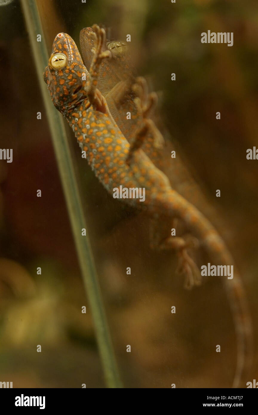 Amazon gecko hi-res stock photography and images - Alamy