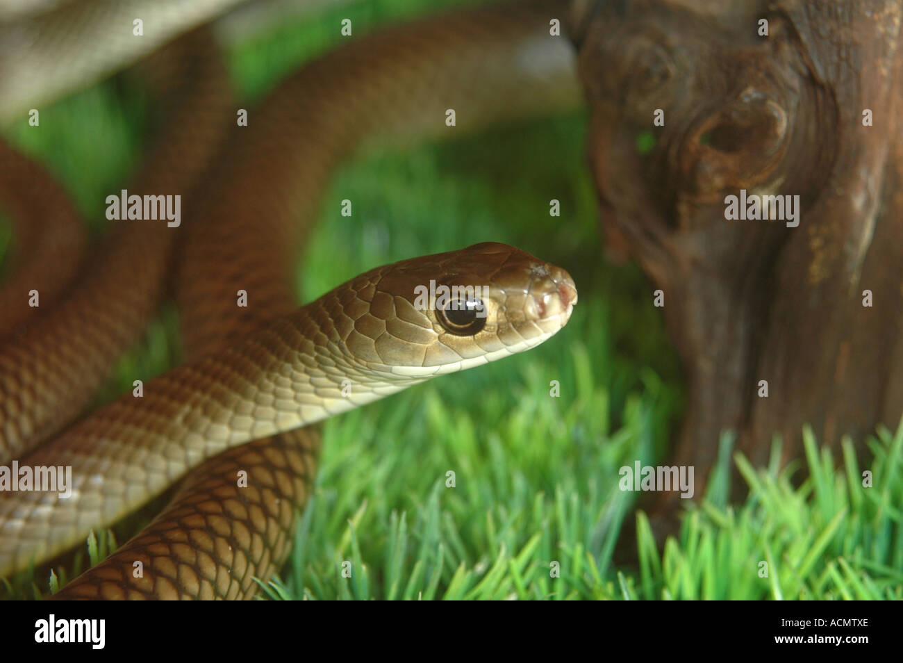 Brown rat snake hi-res stock photography and images - Alamy