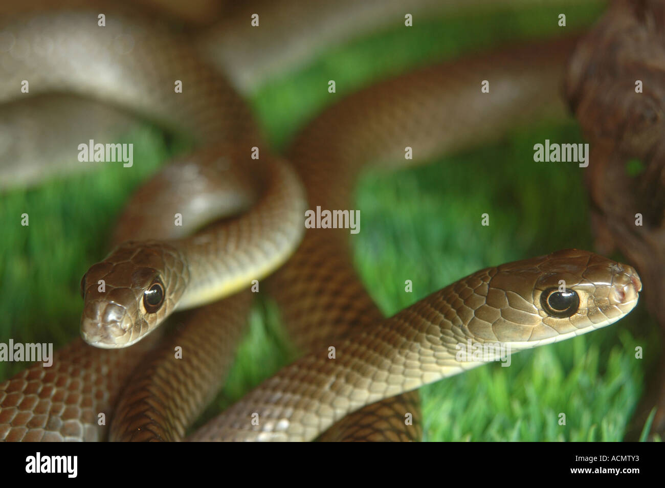 Snake zoo hi-res stock photography and images - Alamy