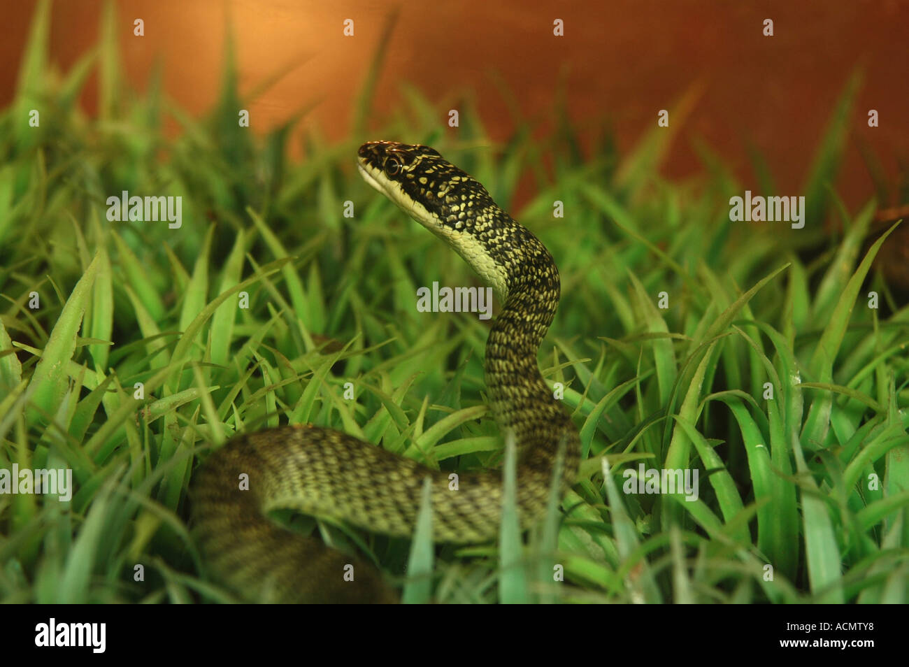 Snake zoo hi-res stock photography and images - Alamy