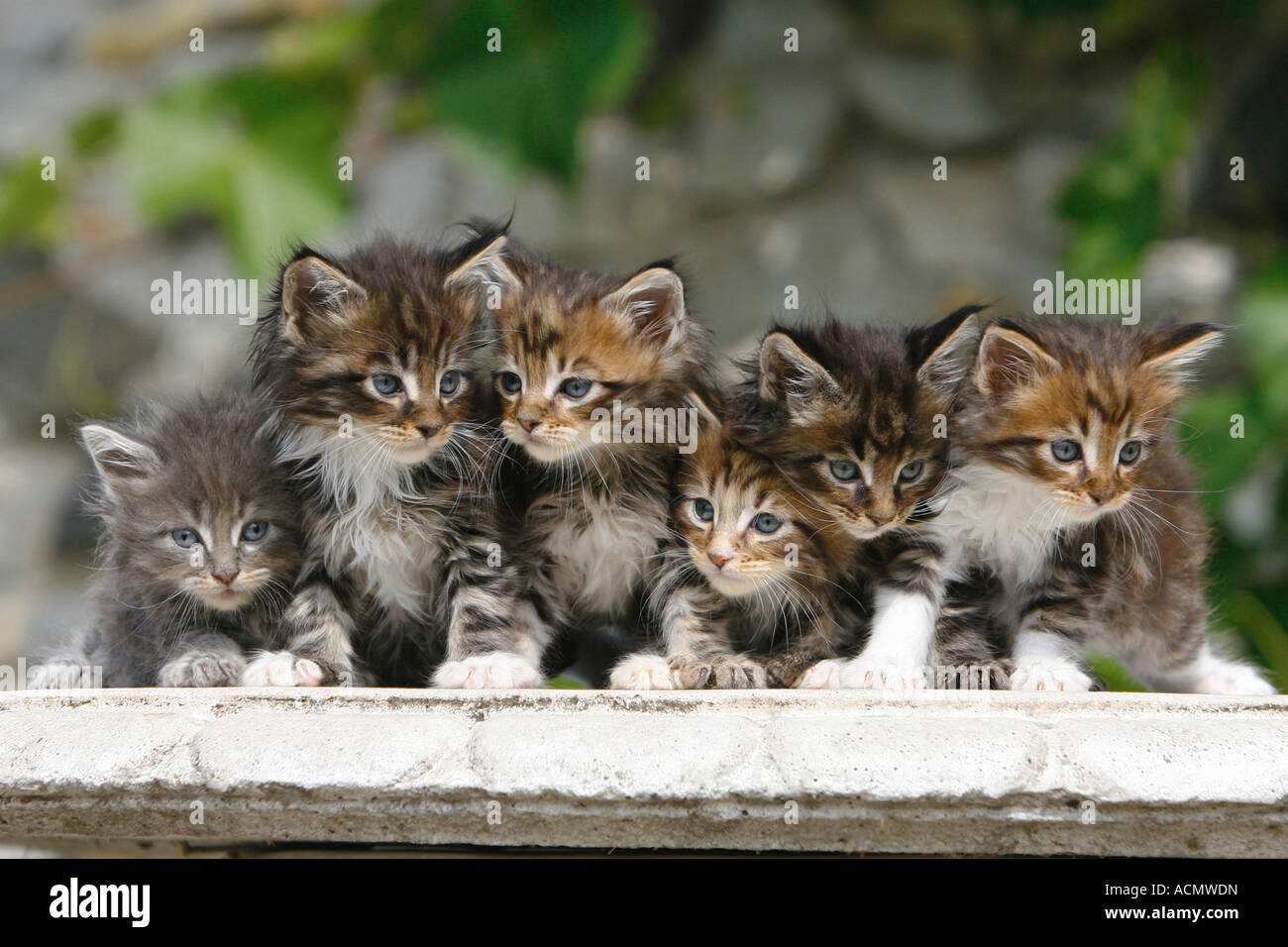 six Maine Coon kittens Stock Photo - Alamy