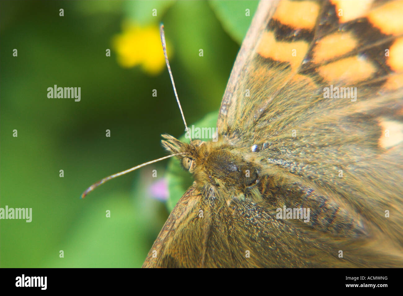 macro on butterfly Stock Photo - Alamy