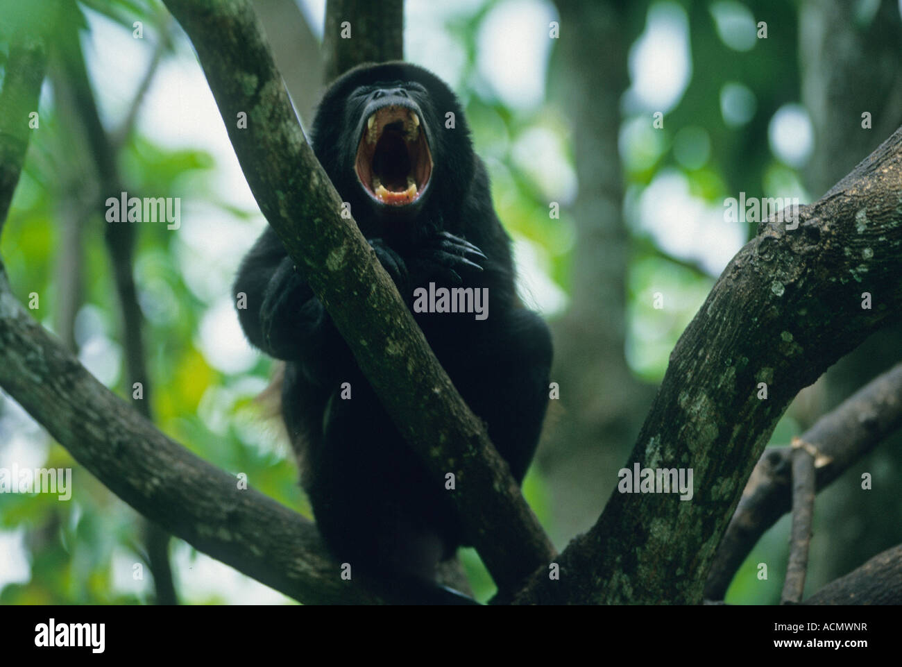 Howler monkeys and costa rica hi-res stock photography and images - Alamy