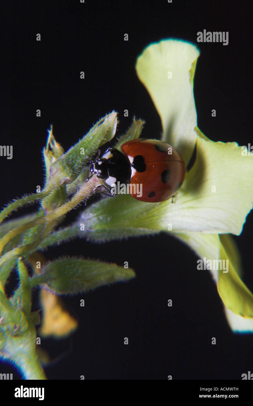 A ladybird on a flower Stock Photo - Alamy