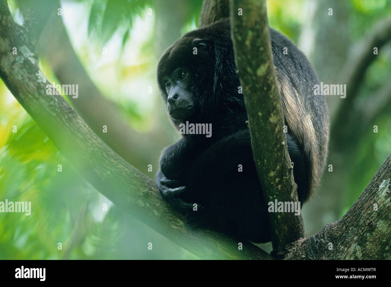 Curu Reserve, Nicoya Peninsula Costa Rica Stock Photo - Alamy