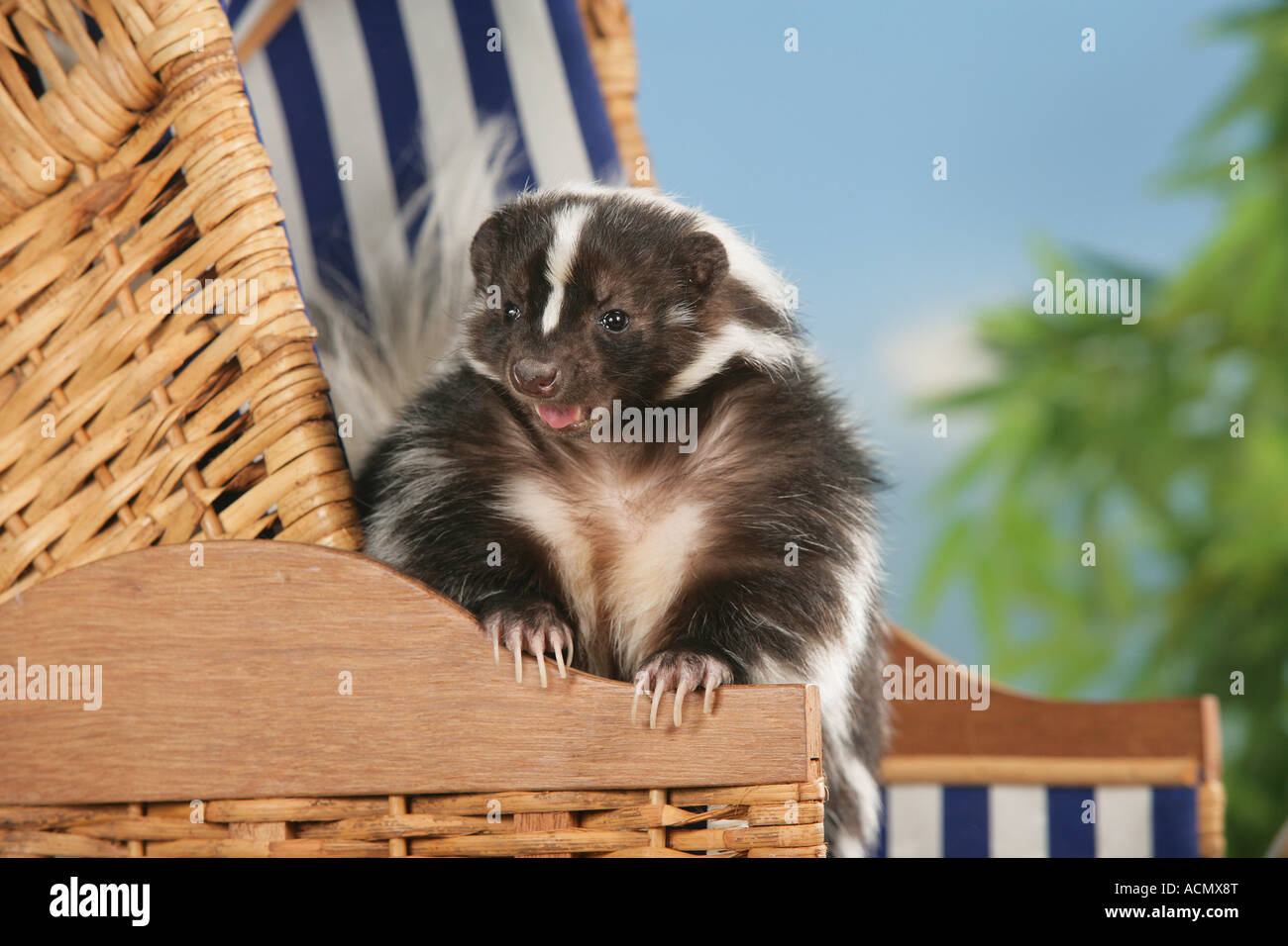 skunk on beach chair Stock Photo - Alamy