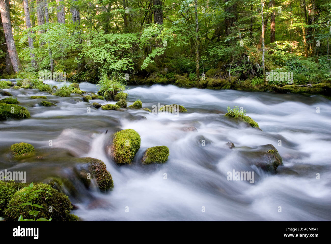 Rapids on the Roaring River in Oregon in early summer Stock Photo - Alamy