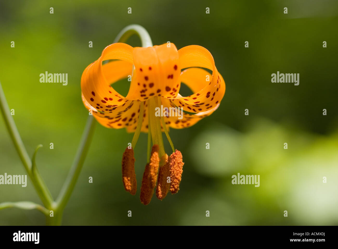 Columbia Lily Lilium columbianum blooming in the Oregon Cascades Stock ...
