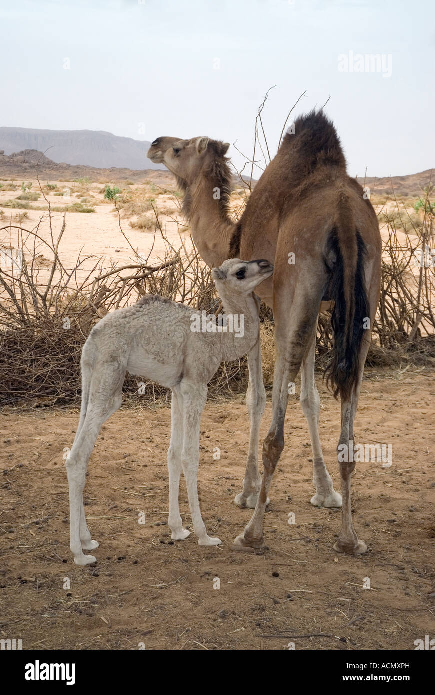 Baby camel and mother hi-res stock photography and images - Alamy